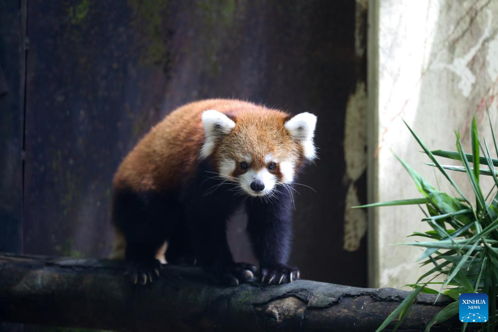 Feature: Endangered red pandas win hearts at Yangon Zoo in Myanmar-Xinhua