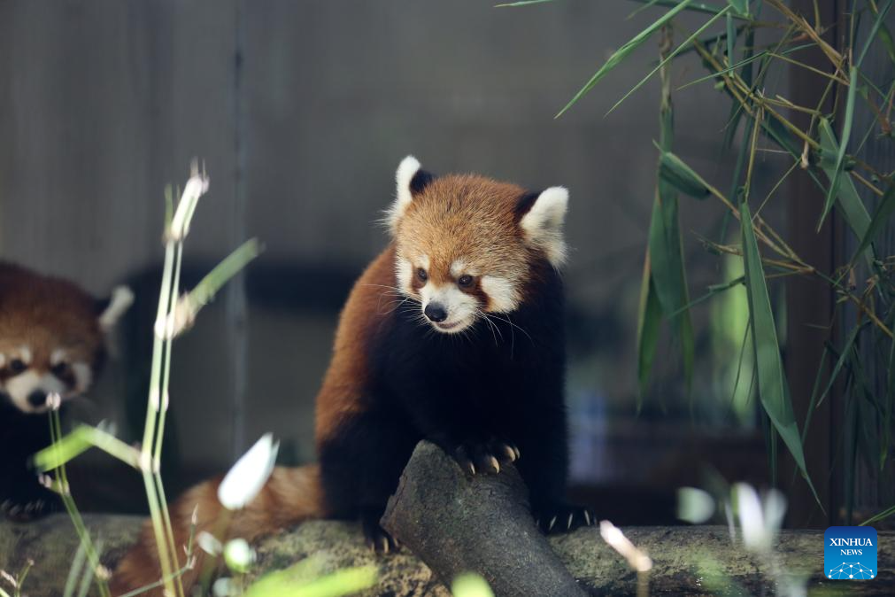 Feature: Endangered red pandas win hearts at Yangon Zoo in Myanmar-Xinhua