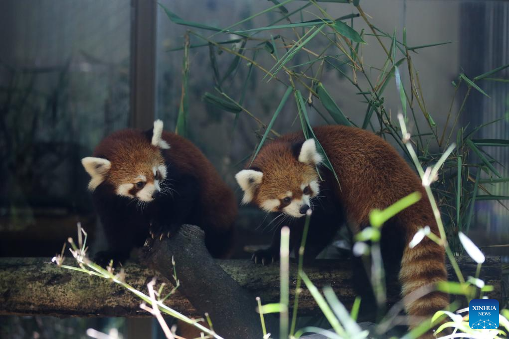 Feature: Endangered red pandas win hearts at Yangon Zoo in Myanmar-Xinhua