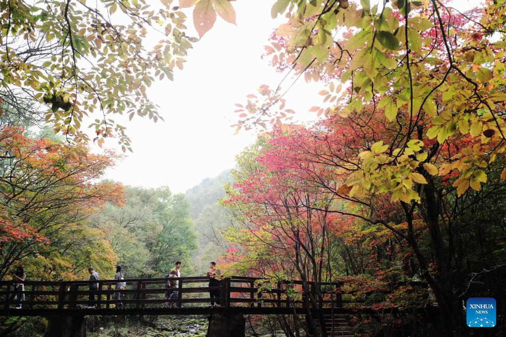 Maple leaves brighten autumn scenery in Benxi, NE China's Liaoning-Xinhua