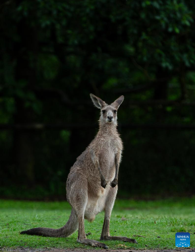 Various animal species reside at Australia's Lone Pine Koala Sanctuary ...