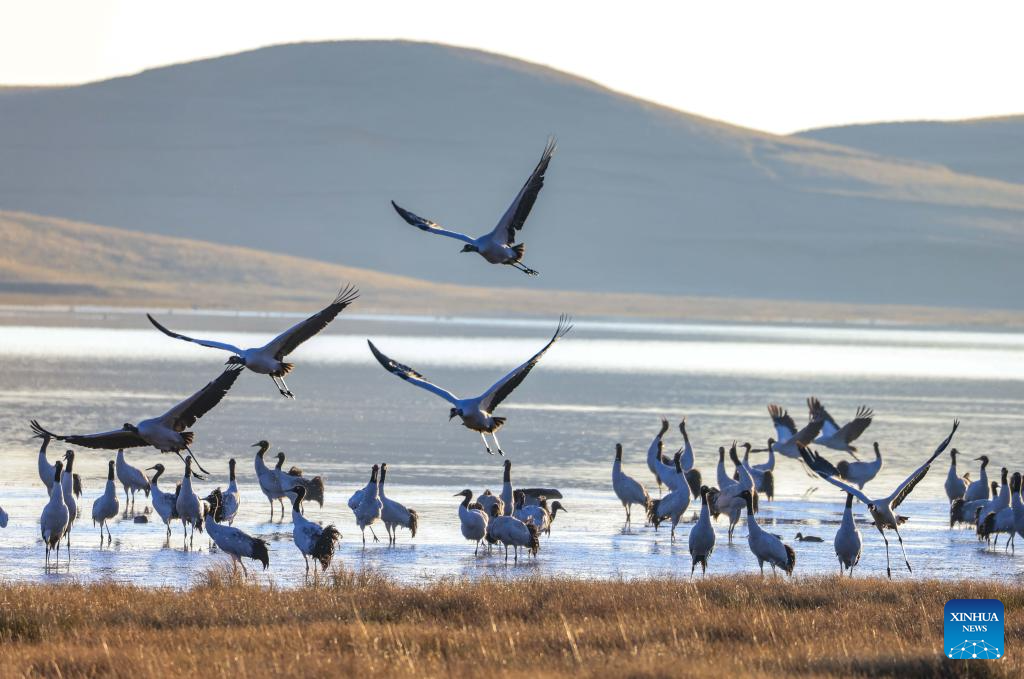 In pics: black-necked cranes in Yunnan Dashanbao National Nature ...