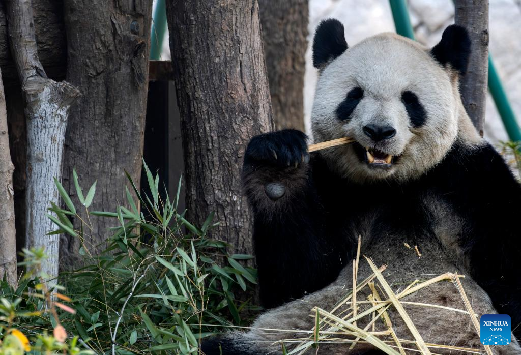 Five giant pandas meet public at reopened Fuzhou Panda World-Xinhua