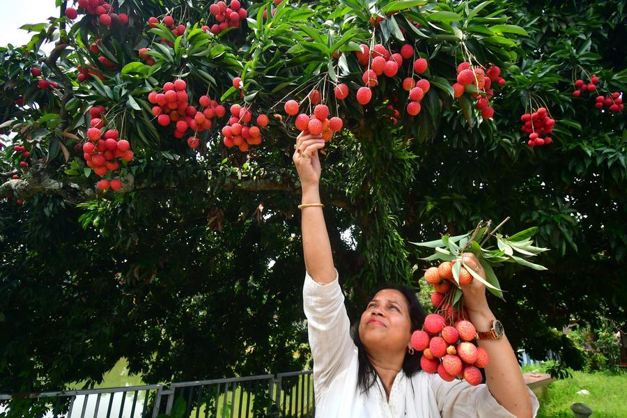 Asia Album: Happy lychees' harvest in India-Xinhua