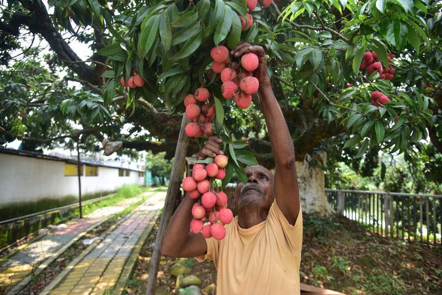 Asia Album: Happy lychees' harvest in India-Xinhua