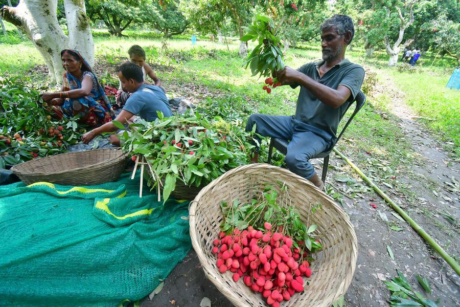 Asia Album: Happy lychees' harvest in India-Xinhua