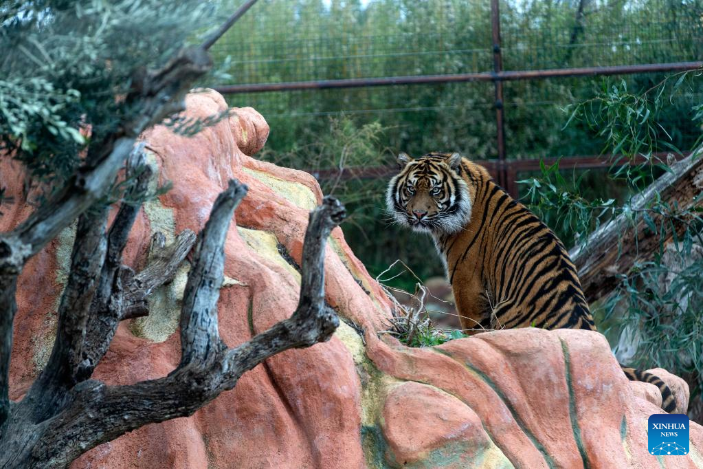 Greek zoo park founder sends New Year wishes, seeks collaboration with ...