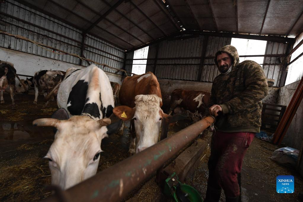Feature: Istanbul's cattle raisers call for more support to help them ...