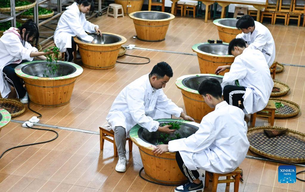 Pic story: tea making instructor in SW China-Xinhua