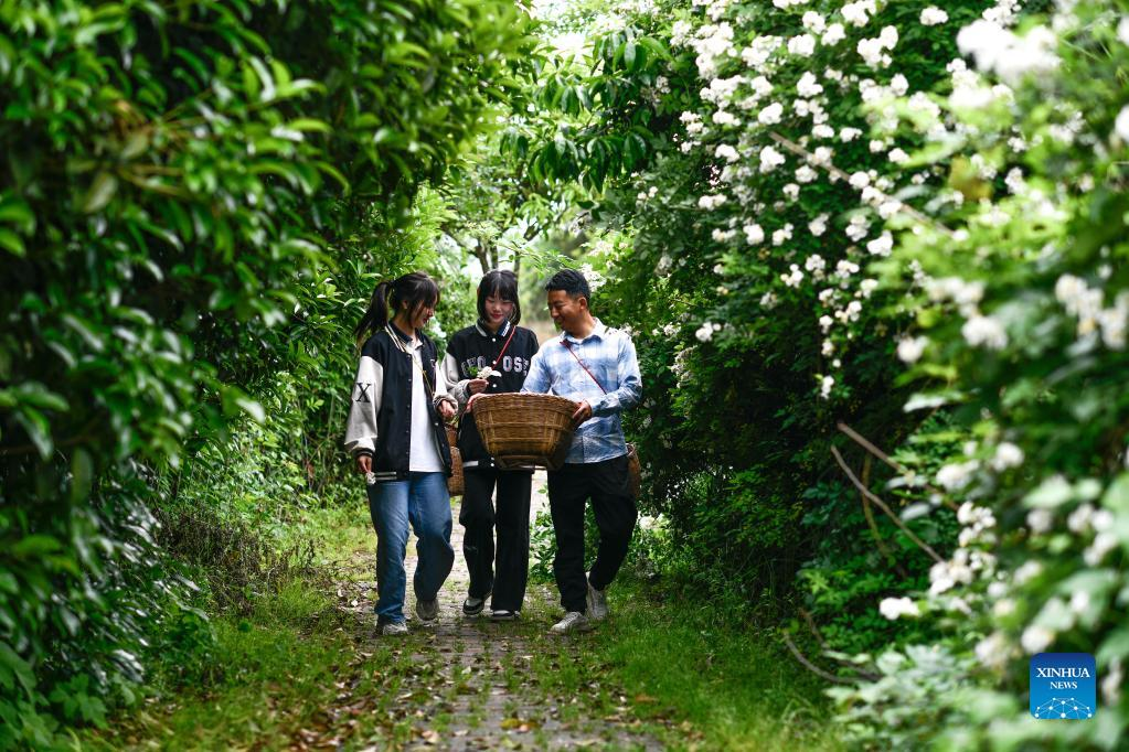 Pic story: tea making instructor in SW China-Xinhua