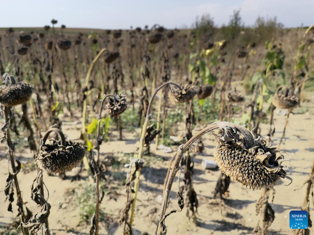 Drought hits Teleorman County, Romania-Xinhua
