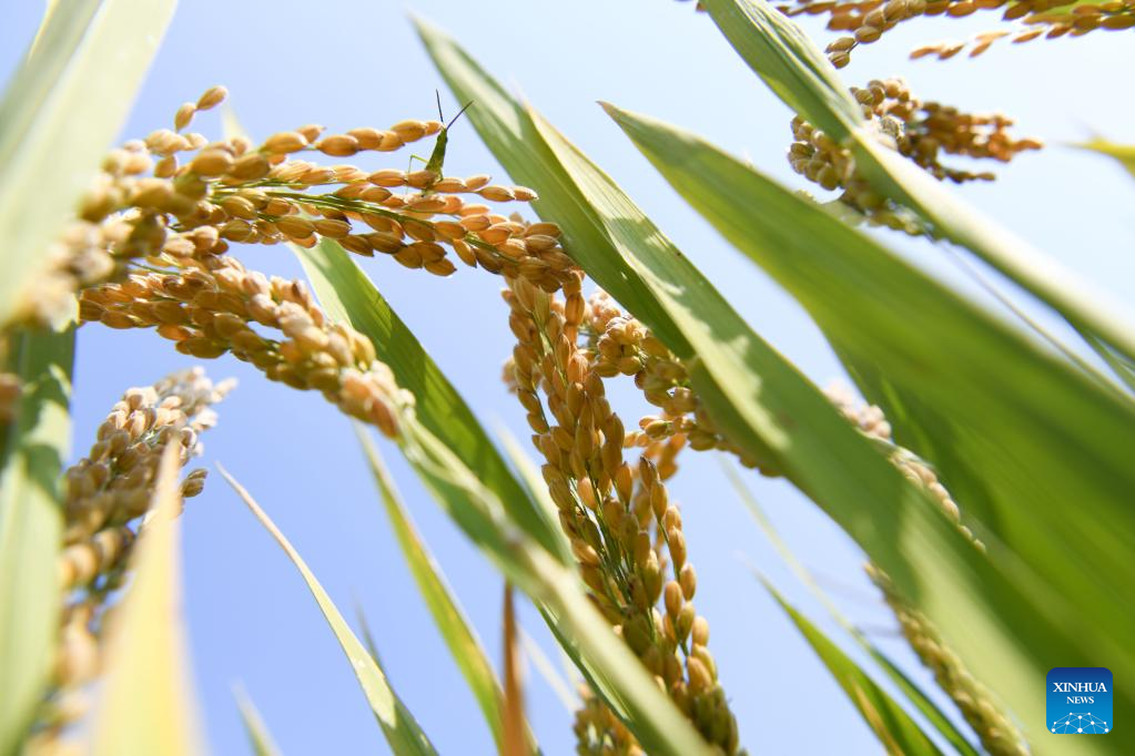 In pics: demonstration test paddy in E China's Anhui-Xinhua