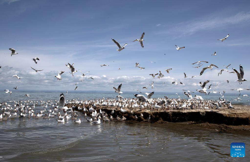 In pics: Qinghai Lake in NW China-Xinhua