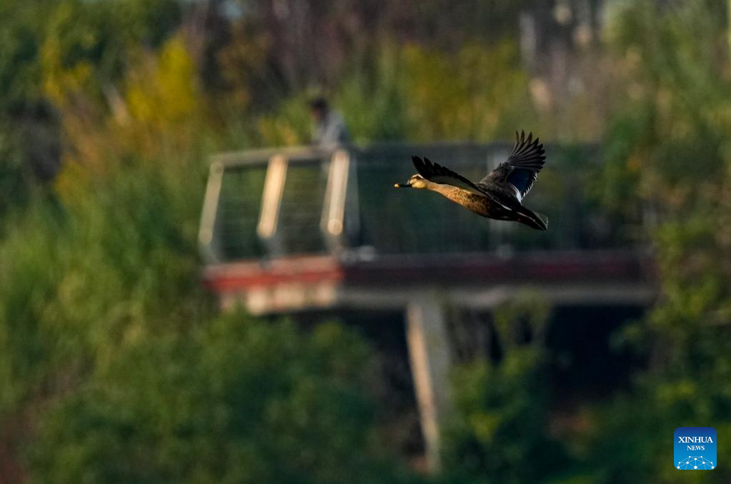 Scenery of Shuanggui Lake national wetland park in SW China's Chongqing ...
