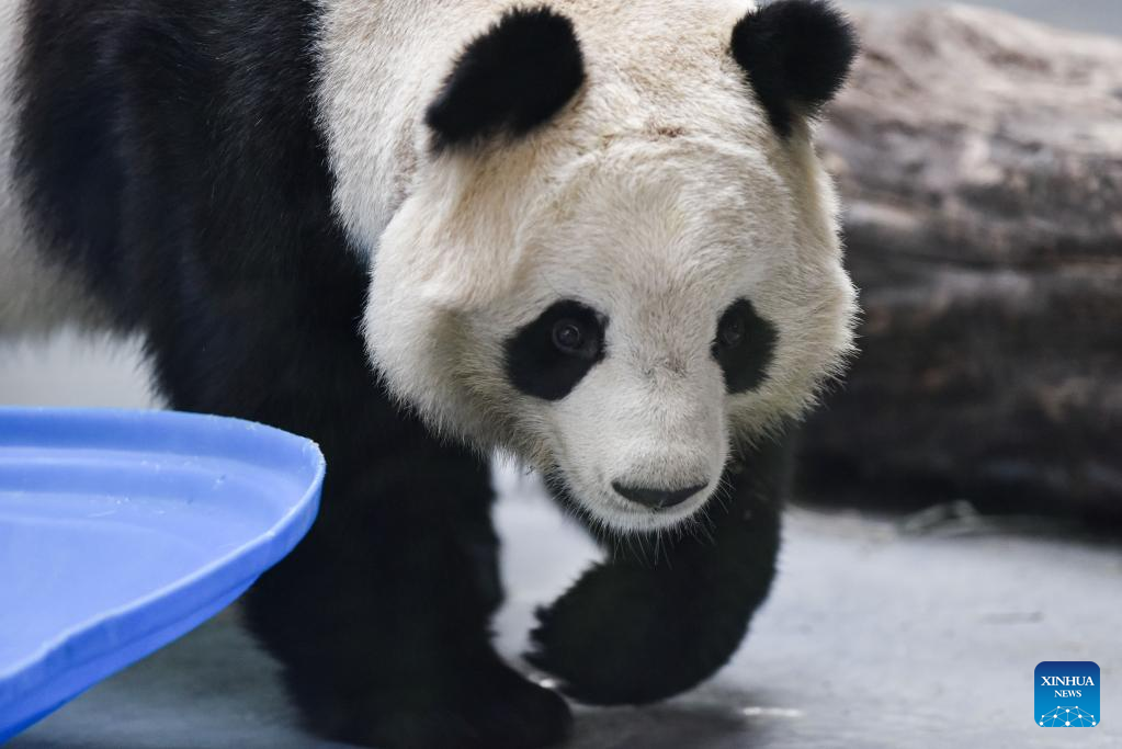 Giant panda seen in Xining, NW China's Qinghai-Xinhua