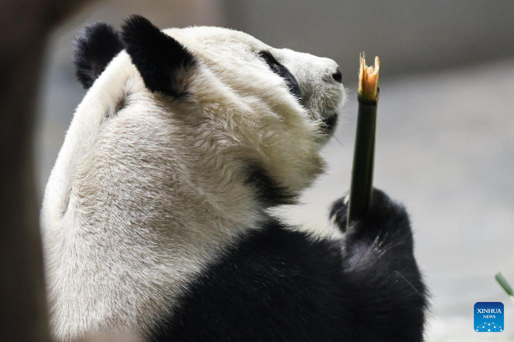 Giant panda seen in Xining, NW China's Qinghai-Xinhua