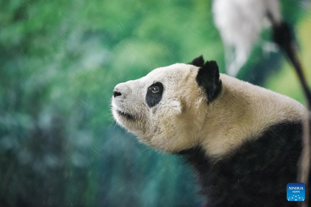 Giant panda seen in Xining, NW China's Qinghai-Xinhua