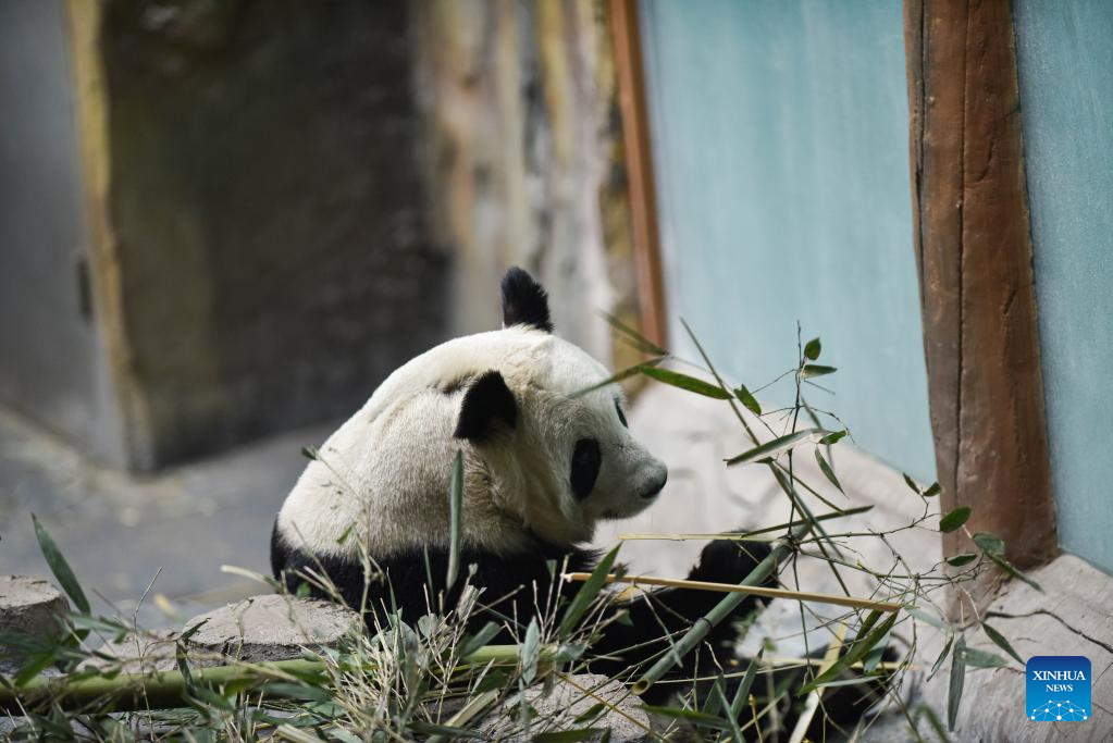 Giant panda seen in Xining, NW China's Qinghai-Xinhua