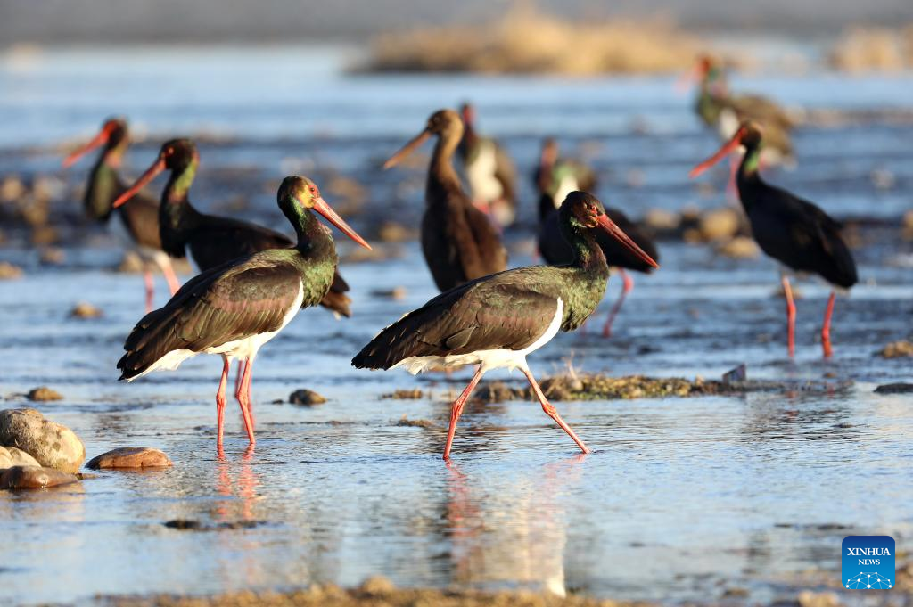 In pics: black storks at Mianman River in north China's Hebei-Xinhua