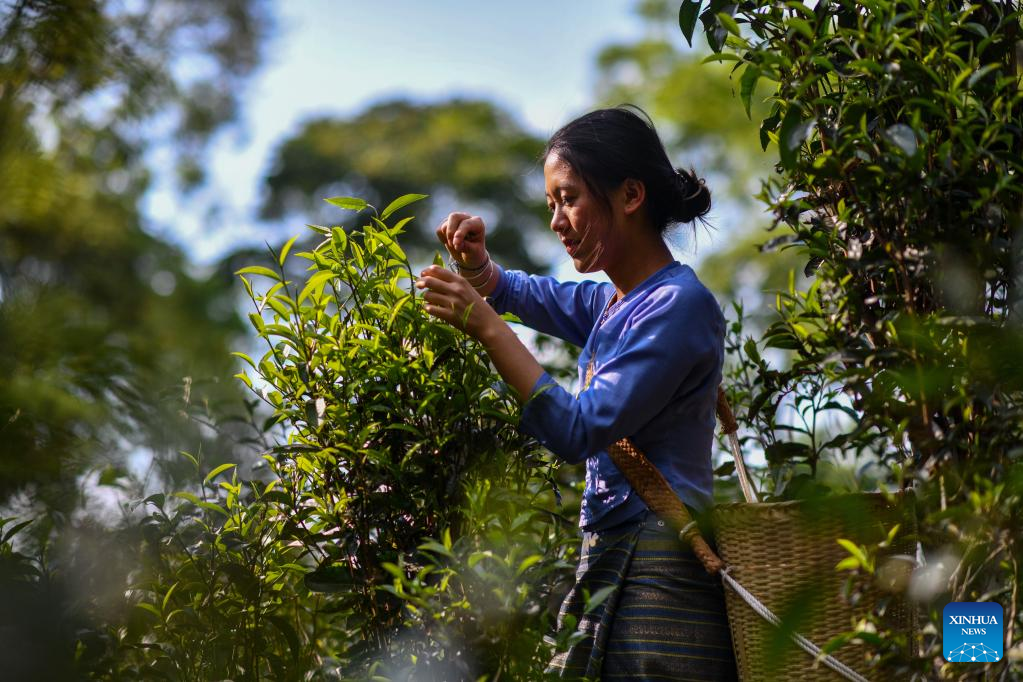 Spring tea picking starts in Pu'er City, China's Yunnan-Xinhua