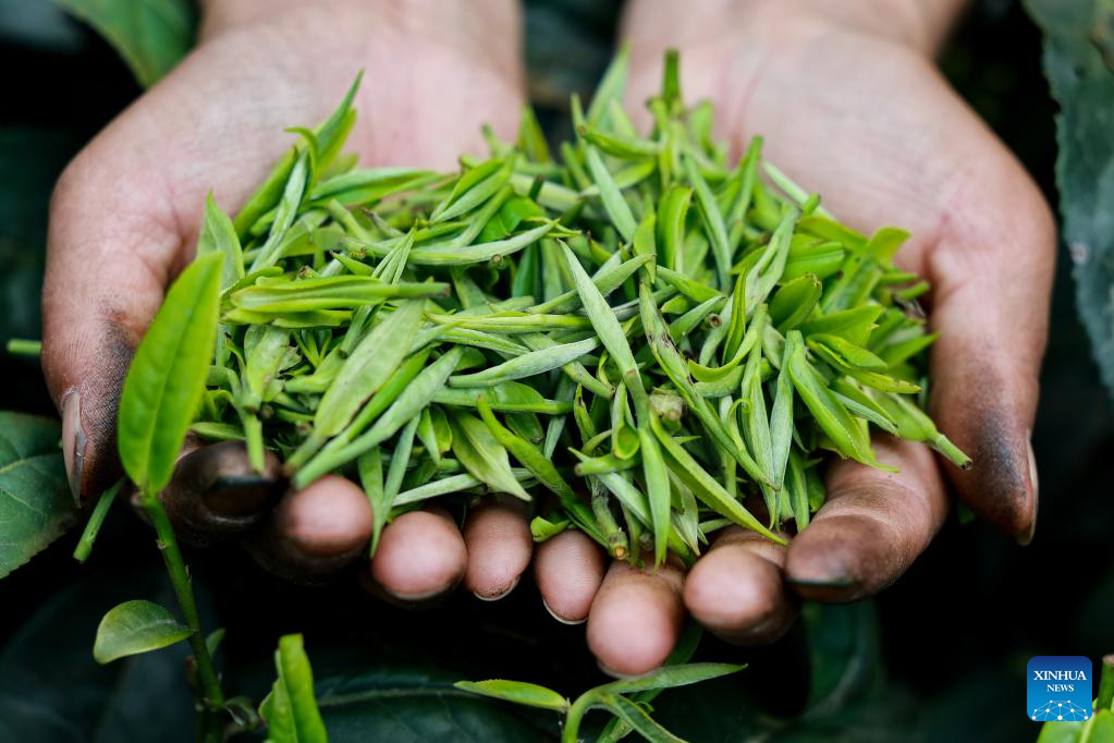 Farmers busy with farm work around Qingming across China-Xinhua