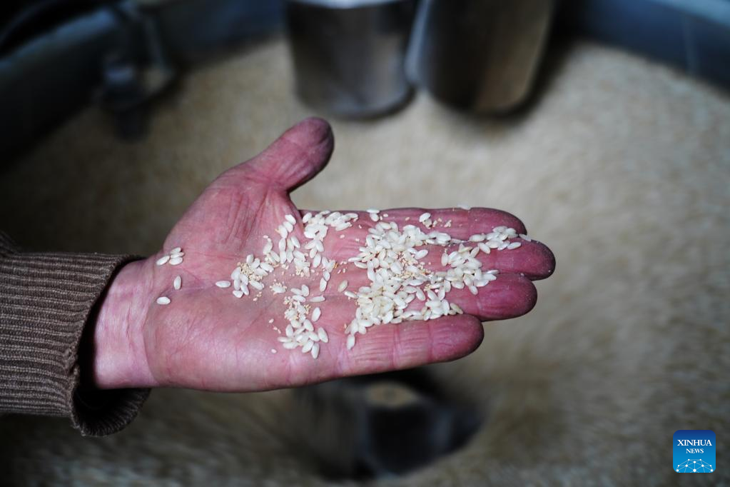 Italian rice producer to attend consumer expo in China-Xinhua