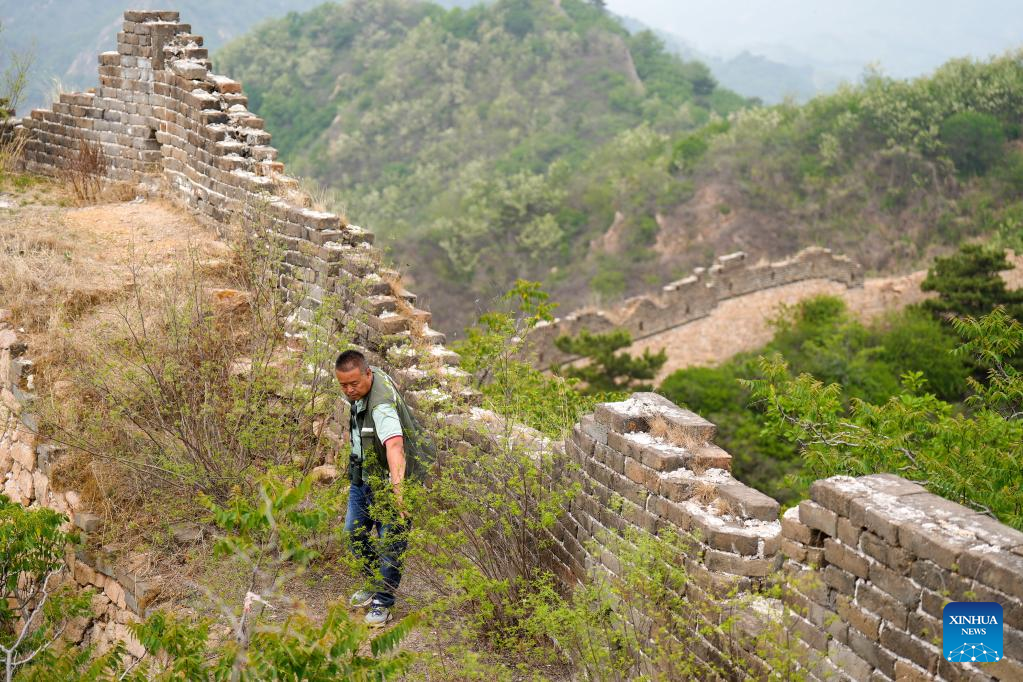 Pic story: Dedicated Great Wall protector in north China's Hebei-Xinhua