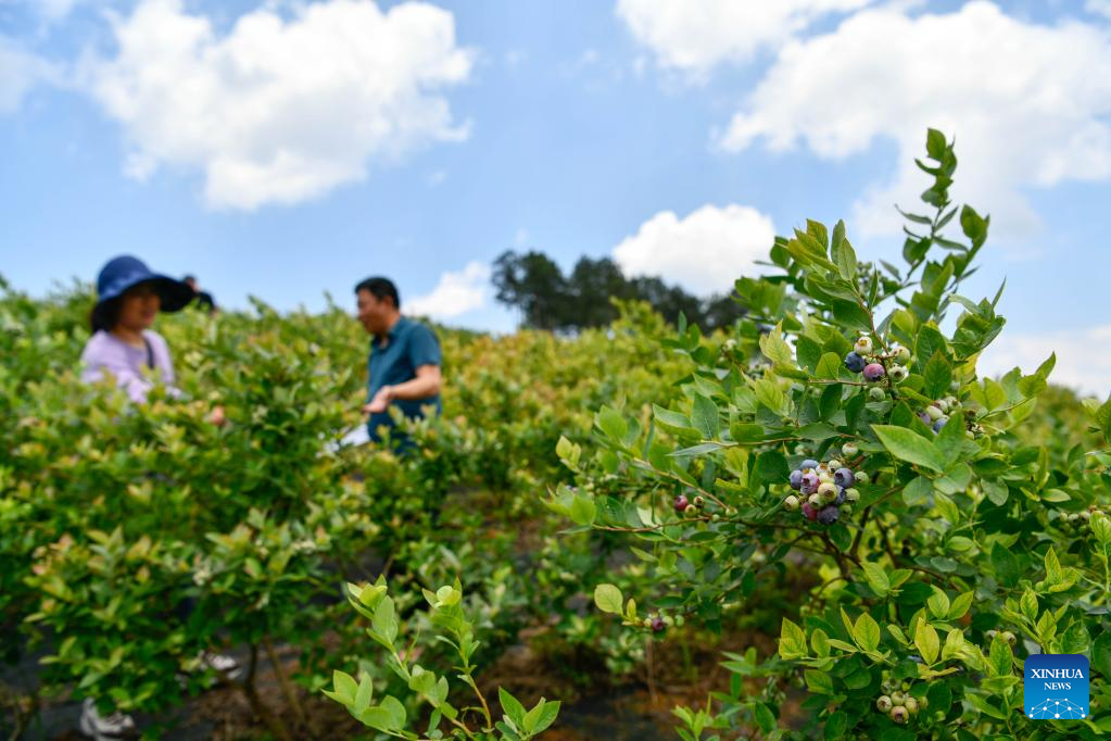 People harvest blueberries in Wengbao Village, SW China's Guizhou-Xinhua