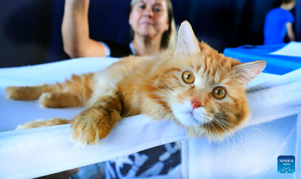 International cats show staged in Minsk, Belarus-Xinhua