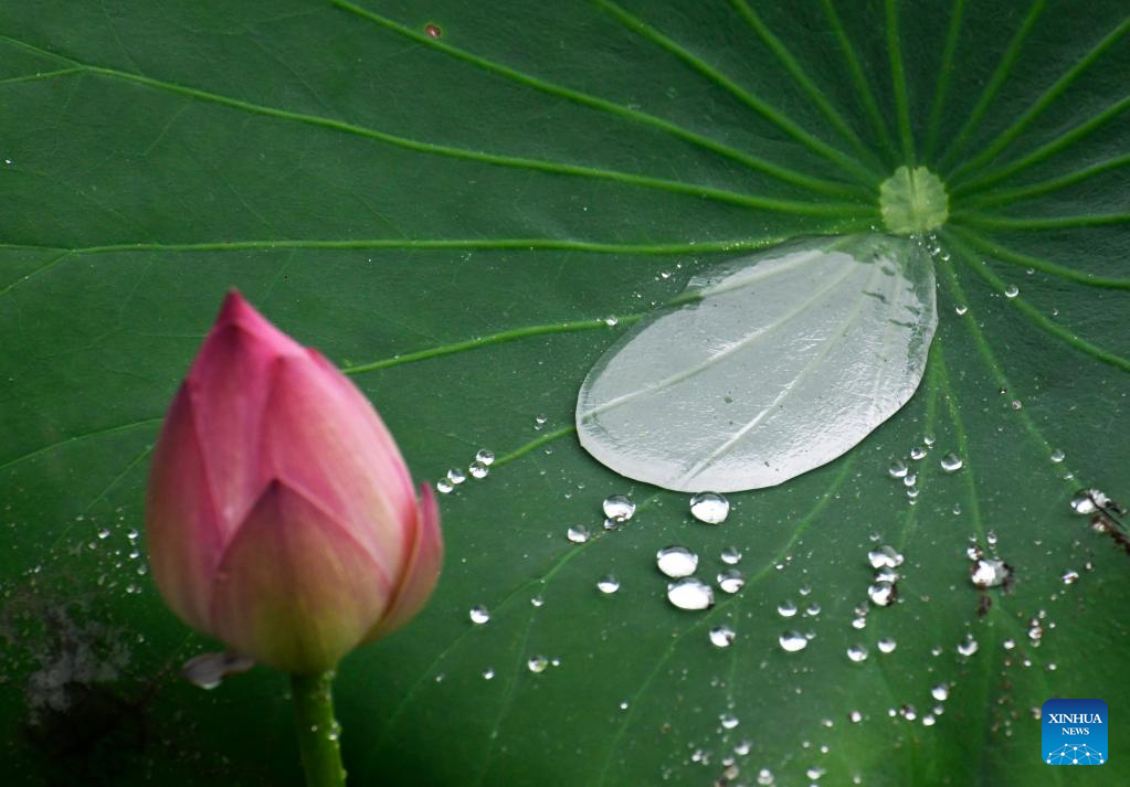 Lotus flowers across China begin to bloom as summer comes-Xinhua
