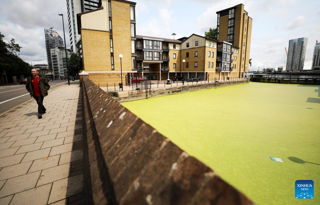 Floating duckweed seen on section of River Thames-Xinhua