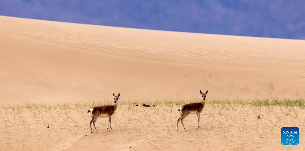 In pics: wild animals in Altun Mountains National Nature Reserve, NW ...