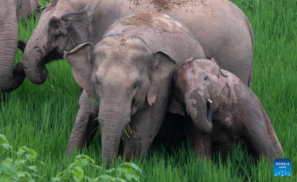 Human-elephant coexistence in SW China's Yunnan-Xinhua