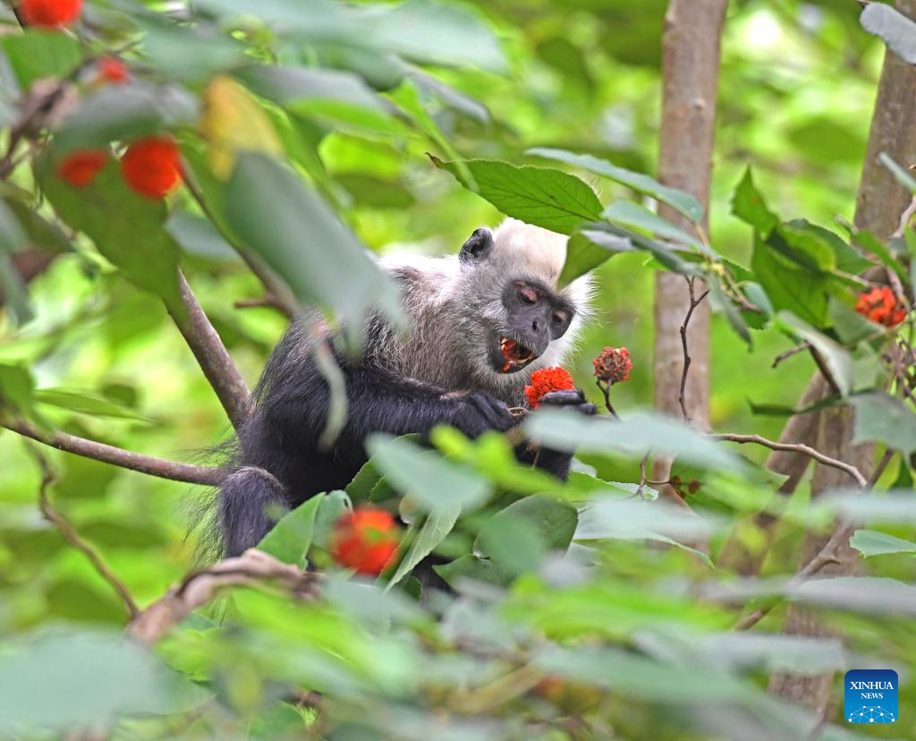 White-headed langurs spotted in S China's Guangxi-Xinhua
