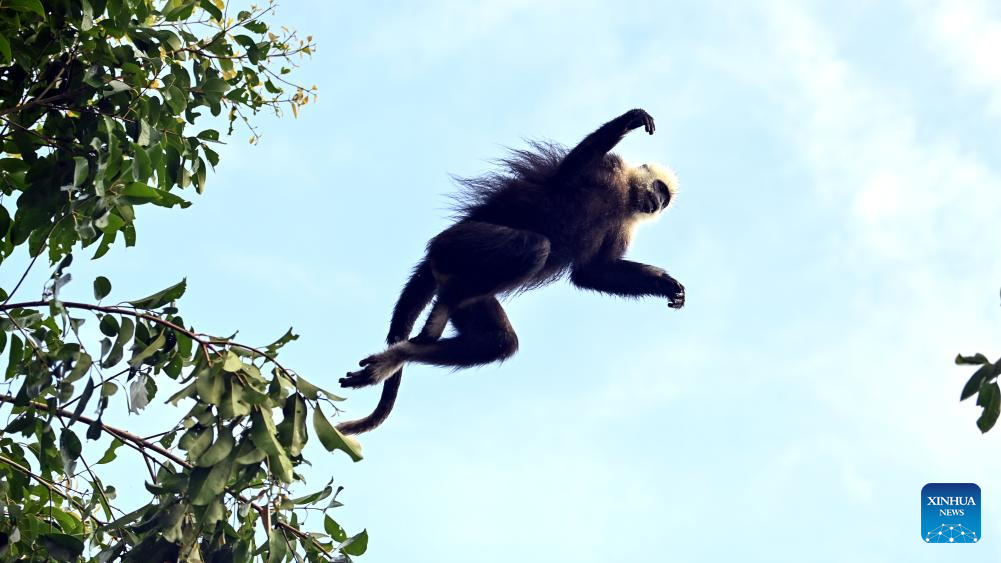 White-headed langurs spotted in S China's Guangxi-Xinhua