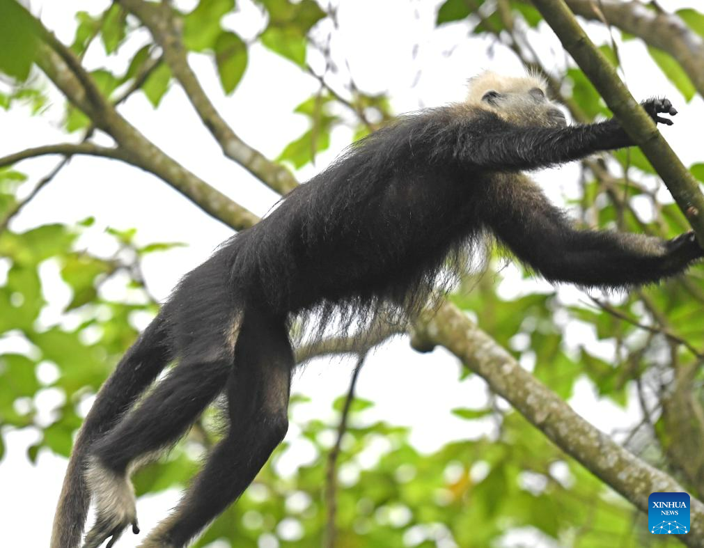 White-headed langurs spotted in S China's Guangxi-Xinhua