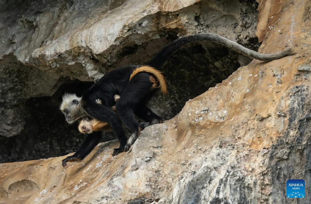 White-headed langurs spotted in S China's Guangxi-Xinhua