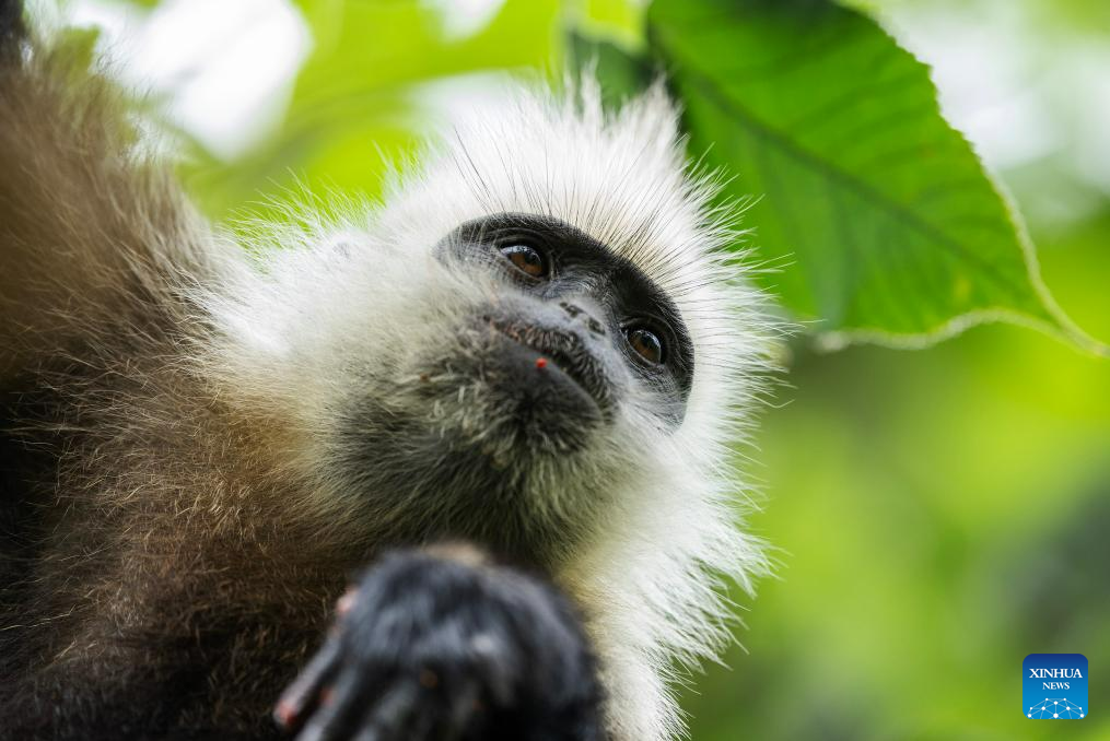 White-headed langurs spotted in S China's Guangxi-Xinhua