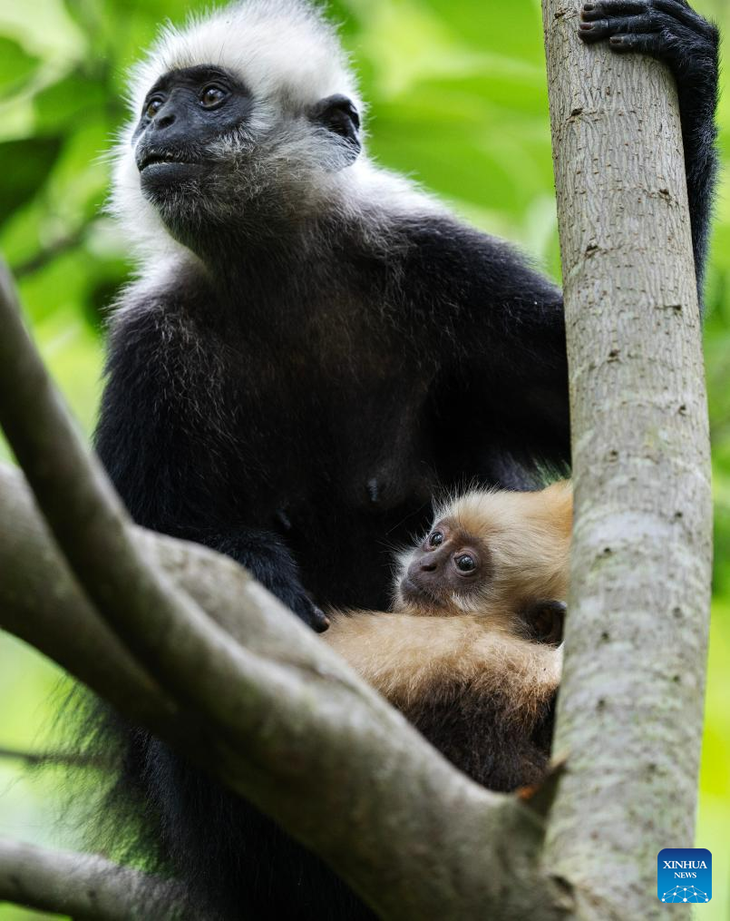White-headed langurs spotted in S China's Guangxi-Xinhua