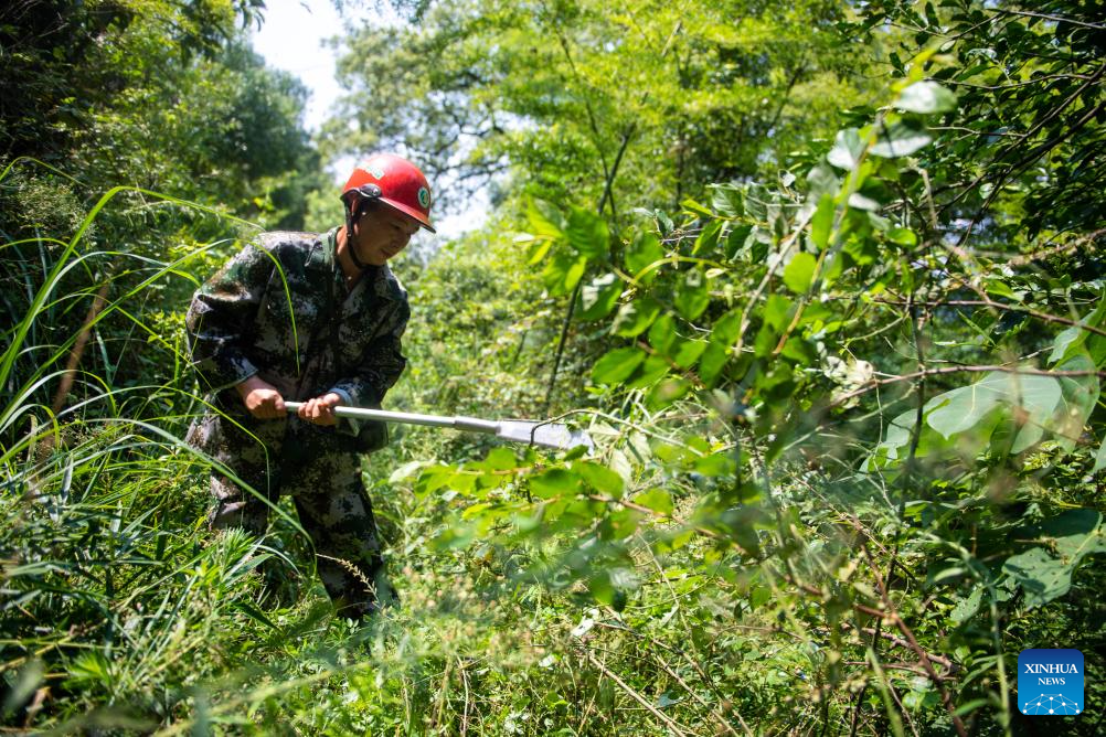 Forest chief scheme implemented to protect ancient trees in Liuyang ...