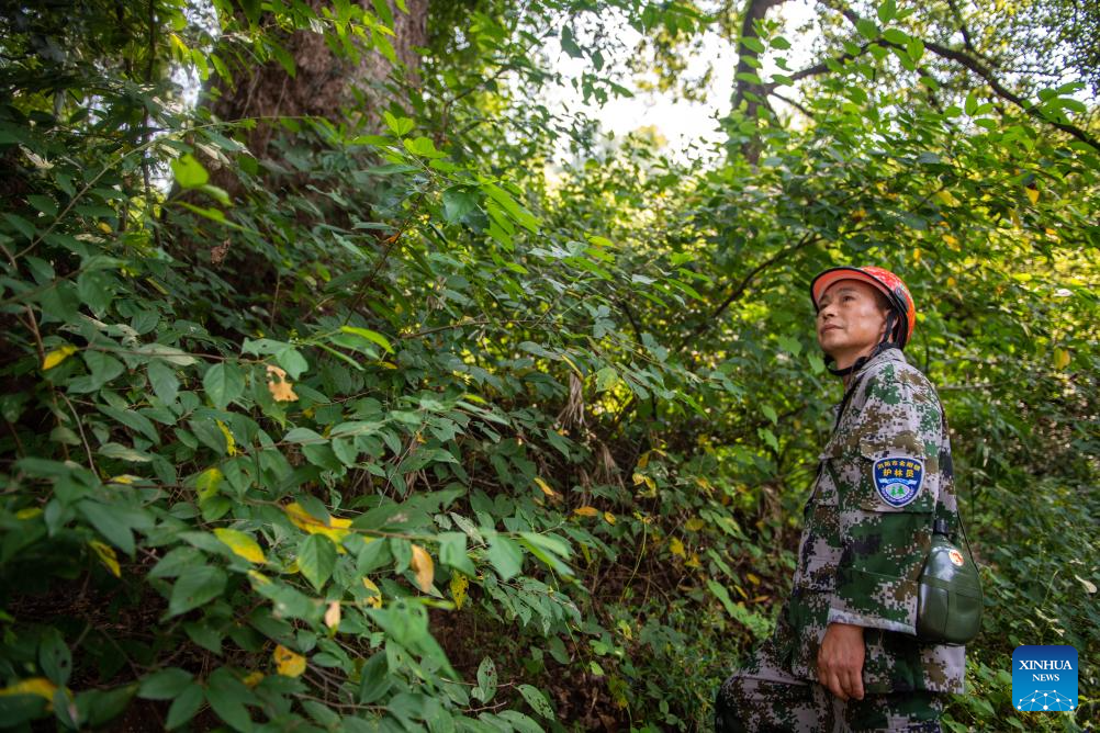 Forest chief scheme implemented to protect ancient trees in Liuyang ...