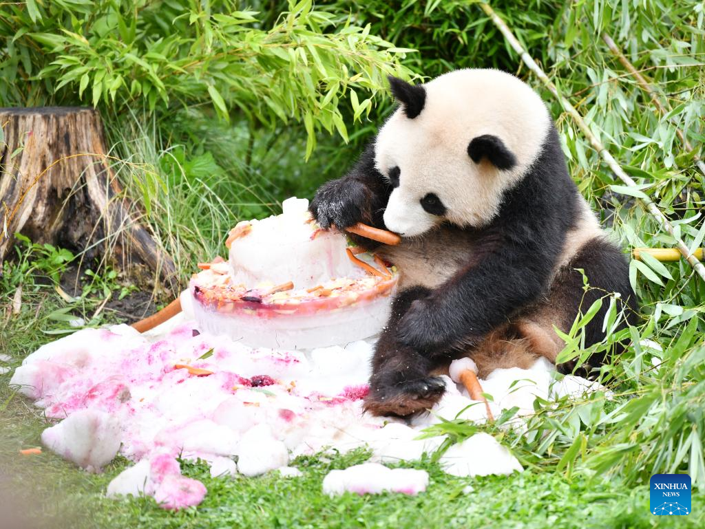 Giant panda twins celebrate 4th birthday in Zoo Berlin-Xinhua