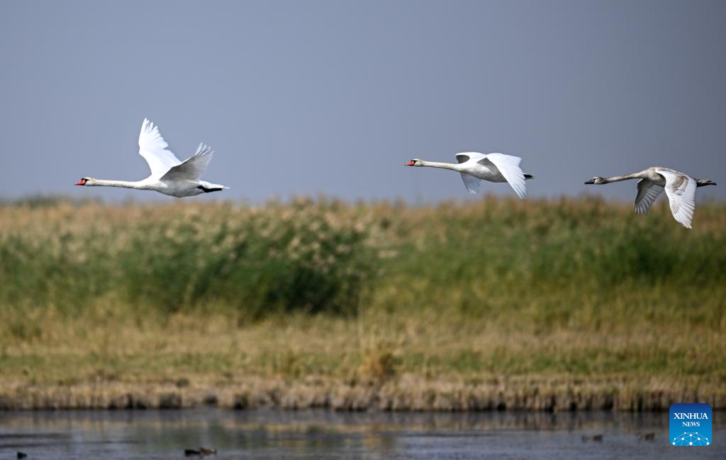 Migratory birds seen at Ulan Suhai Lake in north China-Xinhua