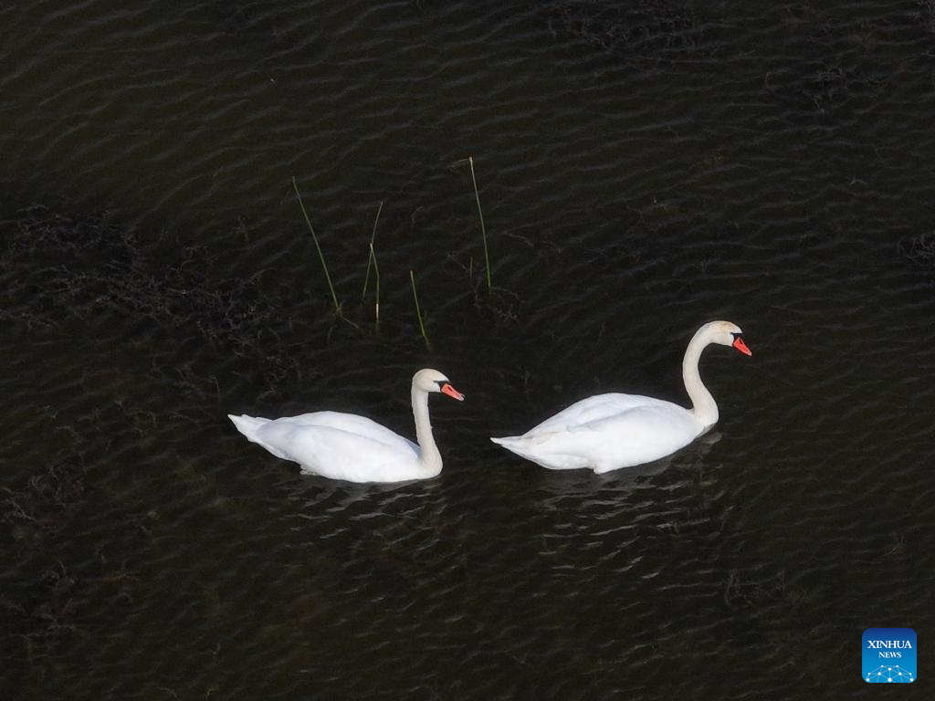 Migratory birds seen at Ulan Suhai Lake in north China-Xinhua