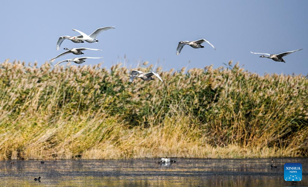 Migratory birds seen at Ulan Suhai Lake in north China-Xinhua