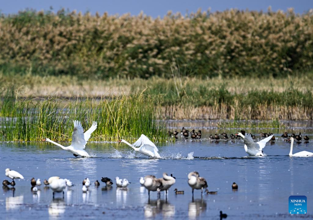 Migratory birds seen at Ulan Suhai Lake in north China-Xinhua
