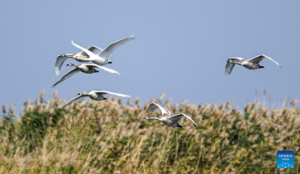 Migratory birds seen at Ulan Suhai Lake in north China-Xinhua