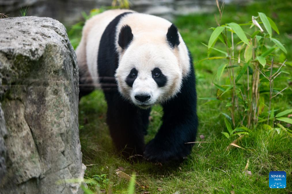 In pics: 2nd pair of pandas of opposite genders to grace Wuhan-Xinhua