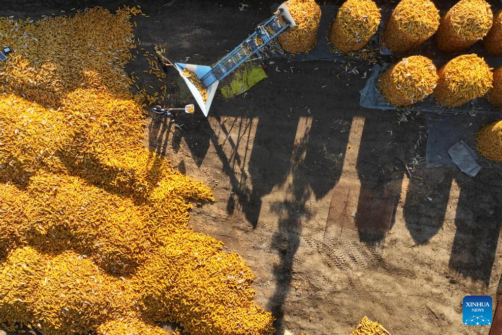 Autumn grains harvested across China-Xinhua