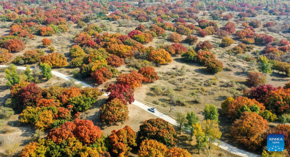Autumn scenery of forest park in N China's Inner Mongolia-Xinhua